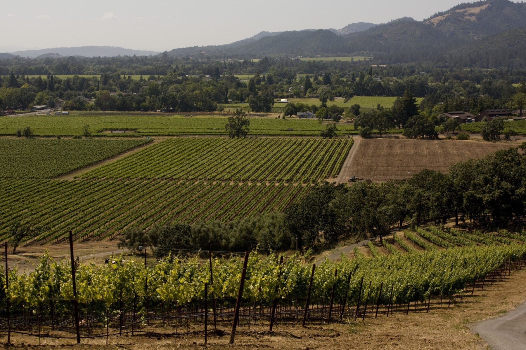 Grieving California on the frontlines of the climate crisis - Coda Story