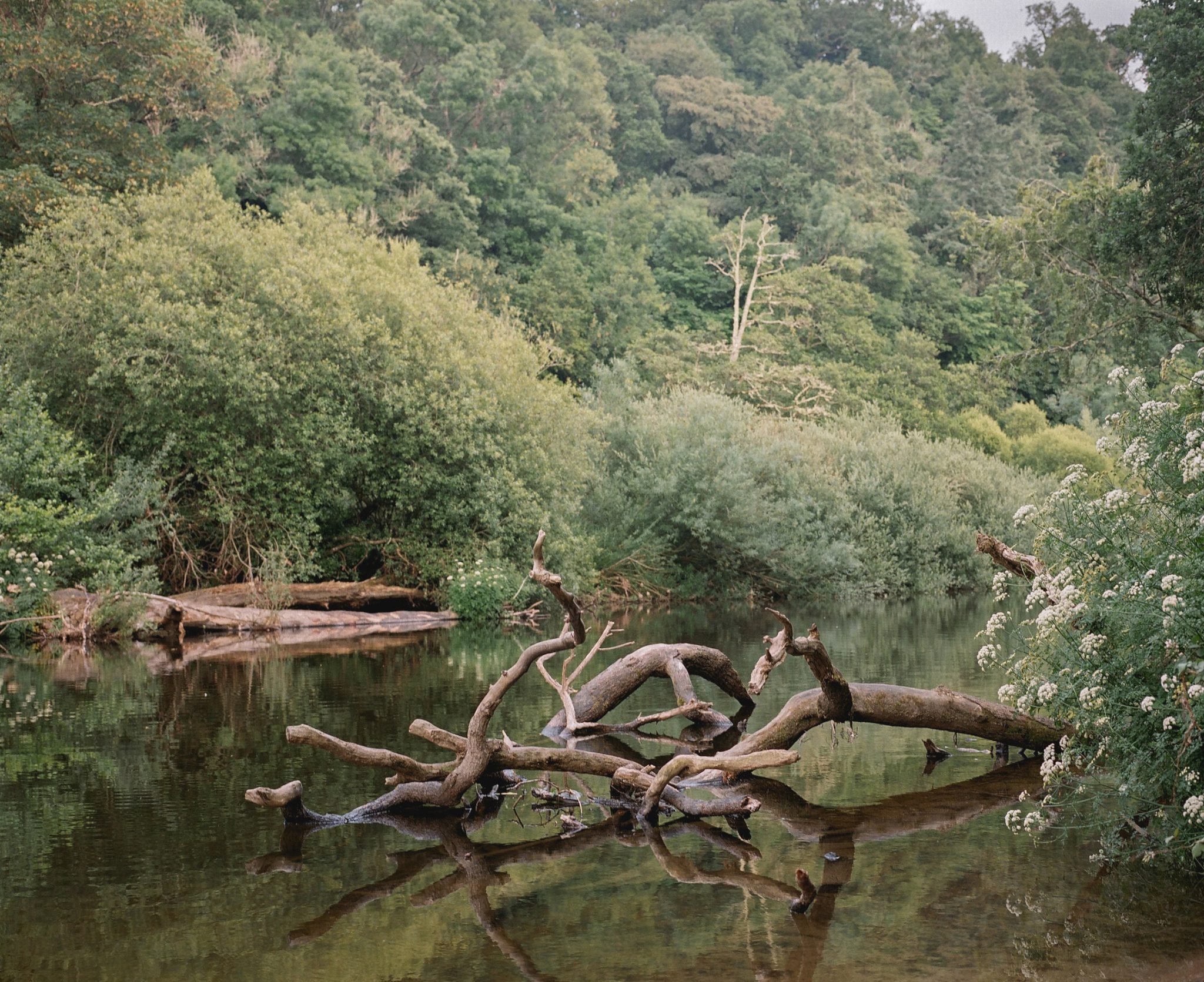 The secret movement bringing Europe’s wildlife back from the brink ...